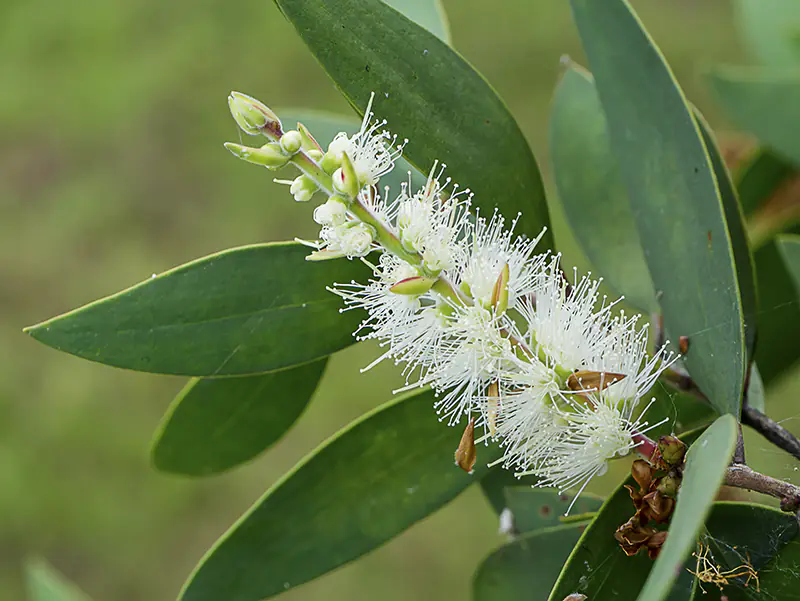 Aceite esencial de Árbol de Té | LUXOR ESSENTIA